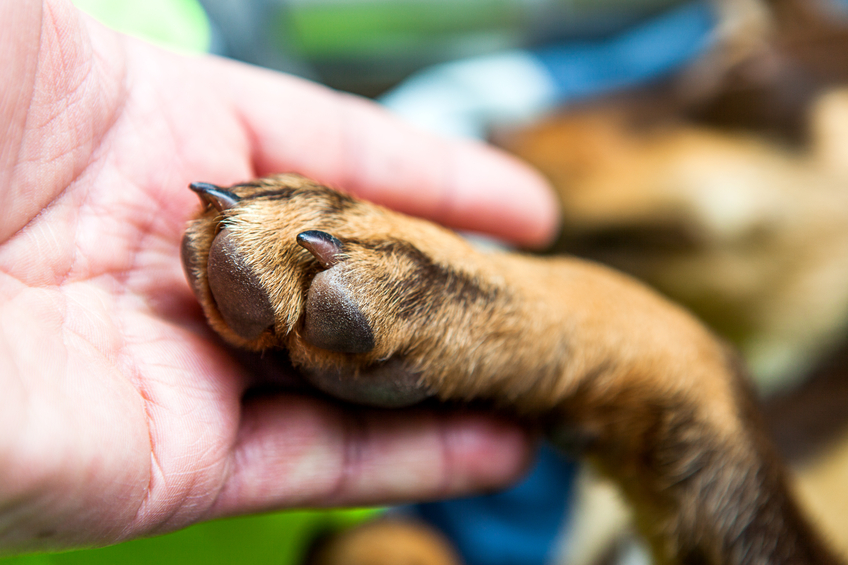 Petsecure launches new pet health insurance product with Toronto Humane ...