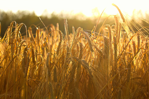 Side view of heavy barley heads bending highlighted by a sunset ...